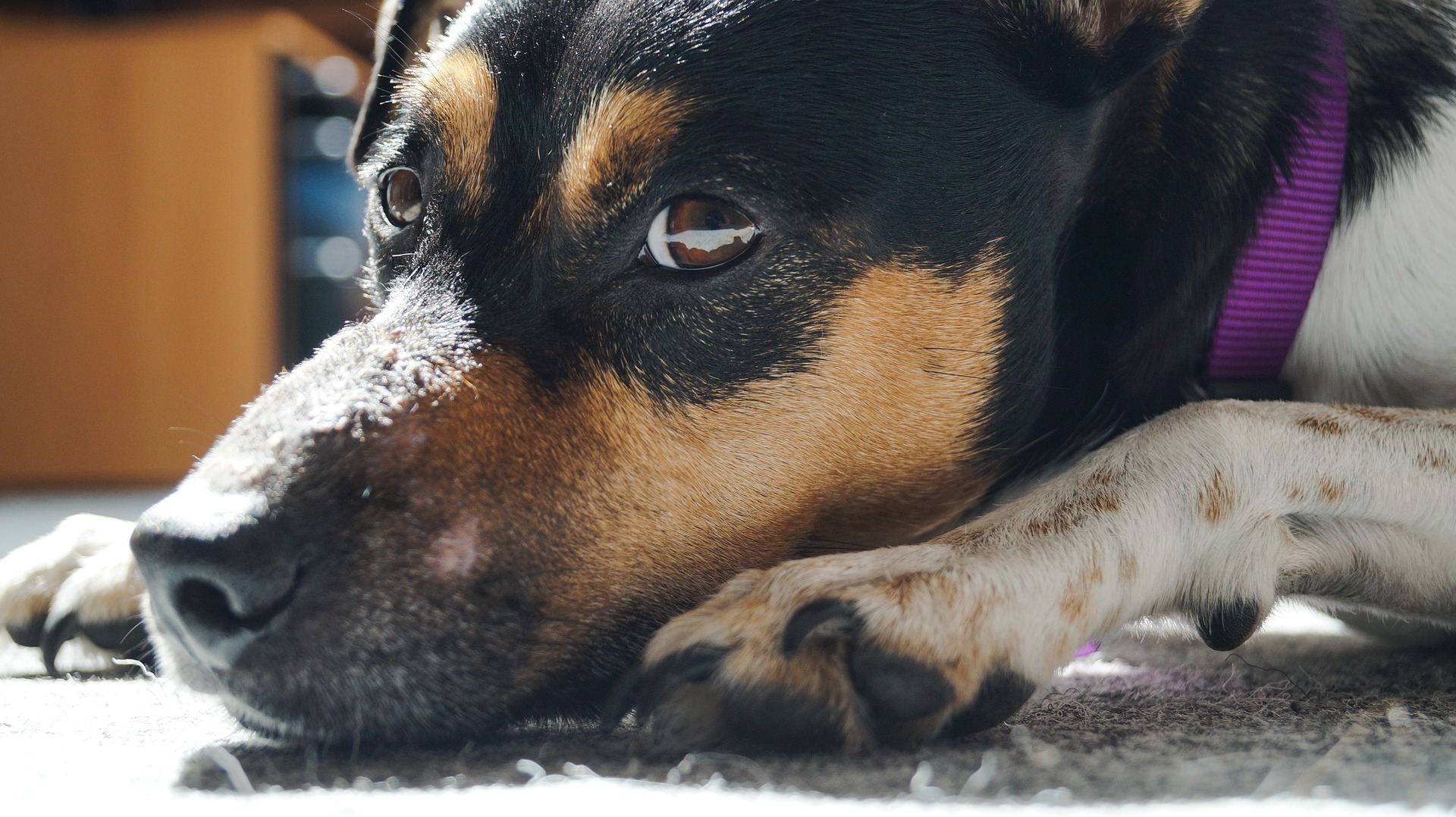 Leishmaniose beim Hund - Symptome, Diagnose, Behandlung und Therapie