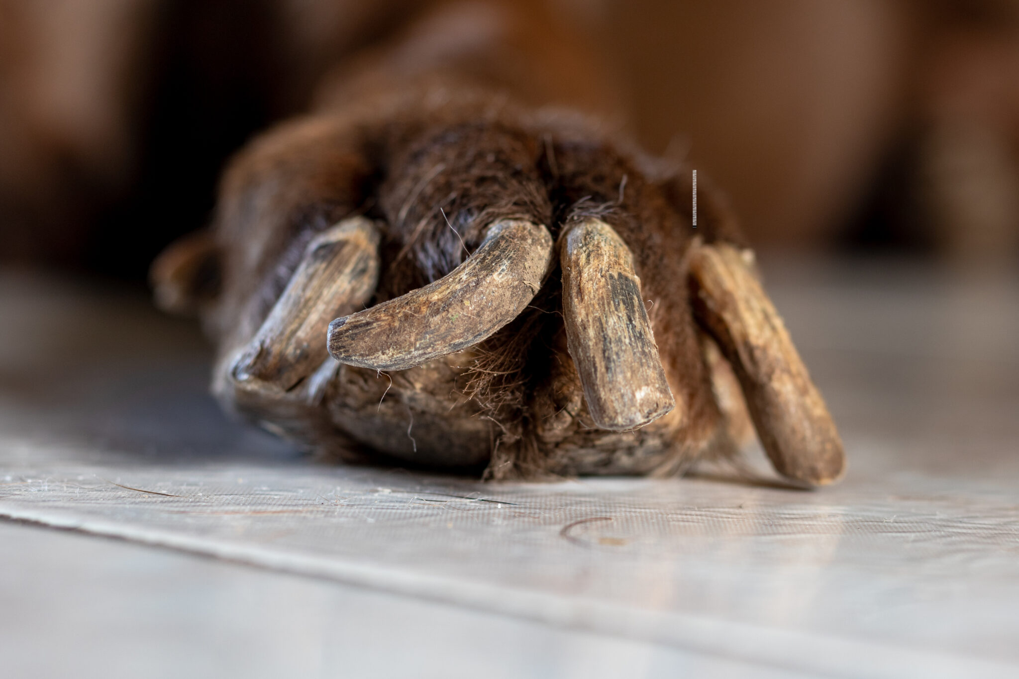 Leishmaniose beim Hund - Symptome, Diagnose, Behandlung und Therapie