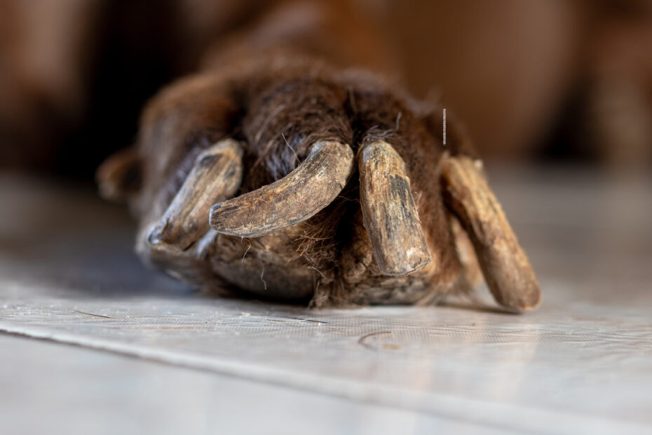 Leishmaniose beim Hund - Symptome, Diagnose, Behandlung und Therapie